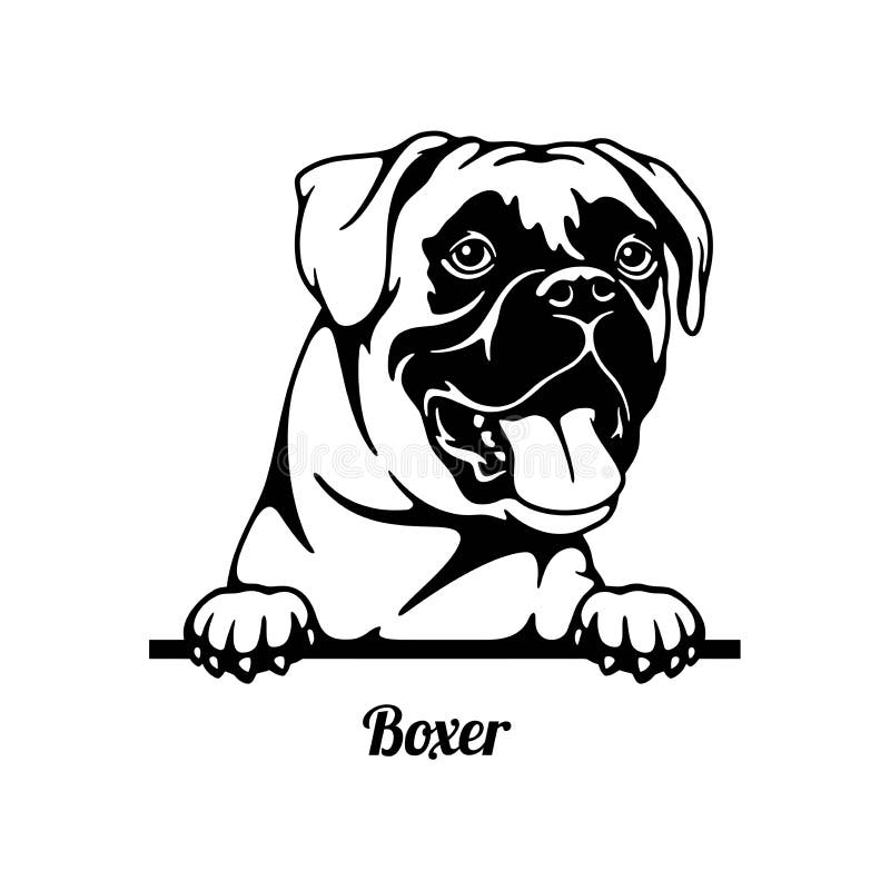Boxer - Perros Asomándose - Raza, Cara, Cabeza Aislada Sobre Blanco ...