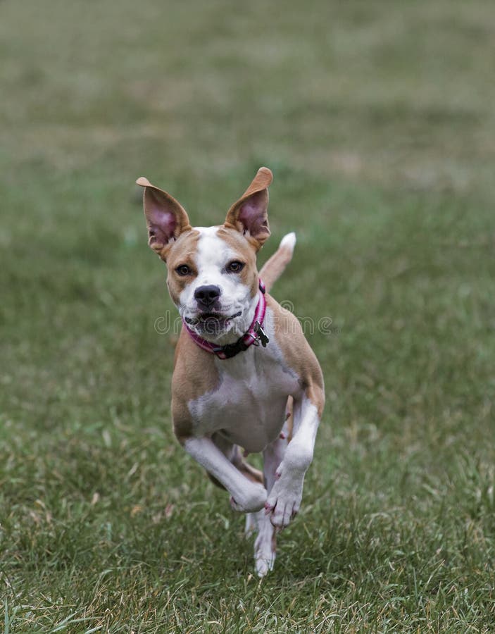 Boxer Pit Bull Mixed Breed Puppy Stock Photo - Image of running ...