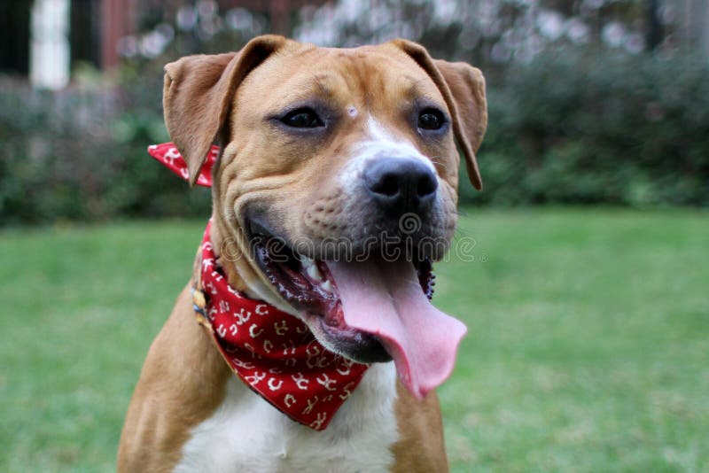 Boxer and Pitbull mix stock image. Image of pitbull, snout - 35995503