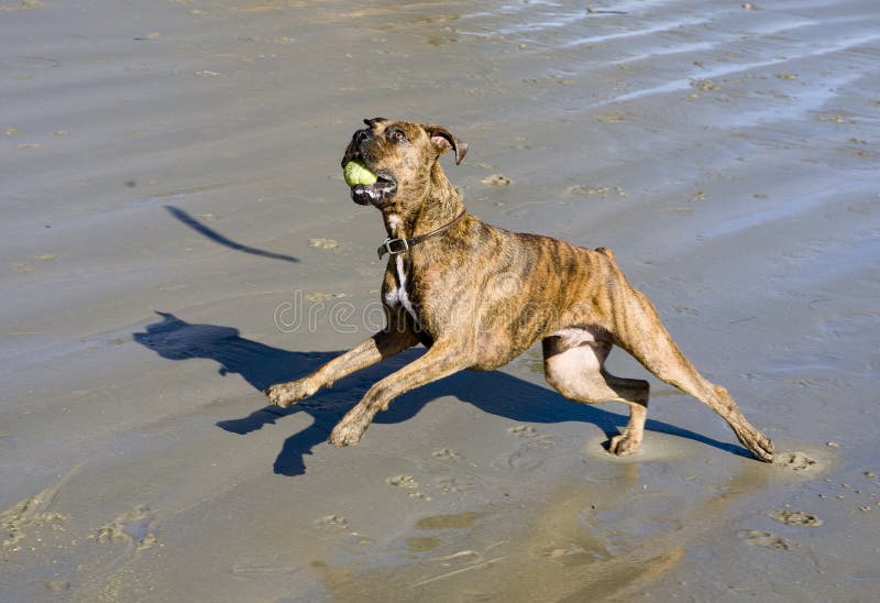 Boxer playing on beach stock photo. Image of sunlit, purebred - 4097950