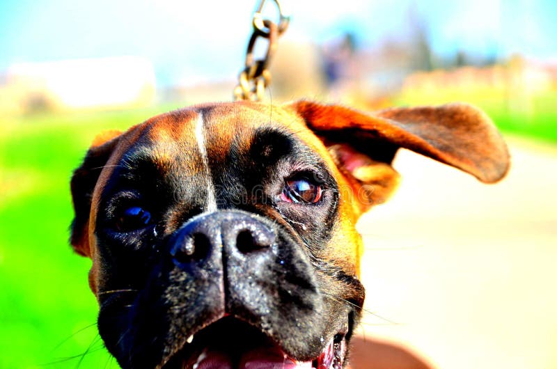 Boxer portrait stock photo. Image of owners, happy, play - 43559550