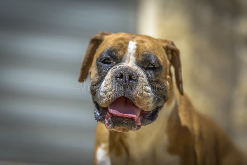 Boxer Dog Profile stock image. Image of adorable, pedigreed - 35768387