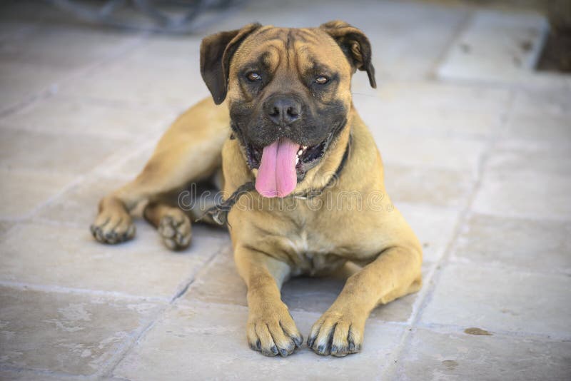 Boxer profile stock photo. Image of pets, animal, fawn - 48453334
