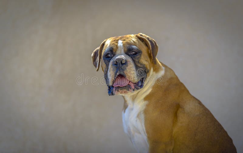 Boxer profile stock photo. Image of portrait, pets, cute - 48453346