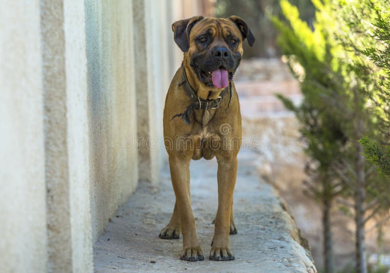 Boxer profile stock photo. Image of cute, humor, boxer - 48453316