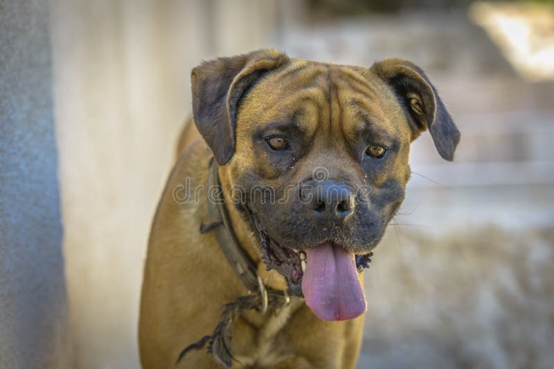 Boxer Dog Profile stock image. Image of adorable, pedigreed - 35768387