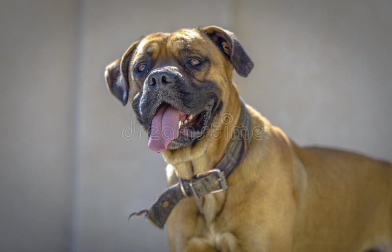Boxer Dog Profile stock image. Image of adorable, pedigreed - 35768387