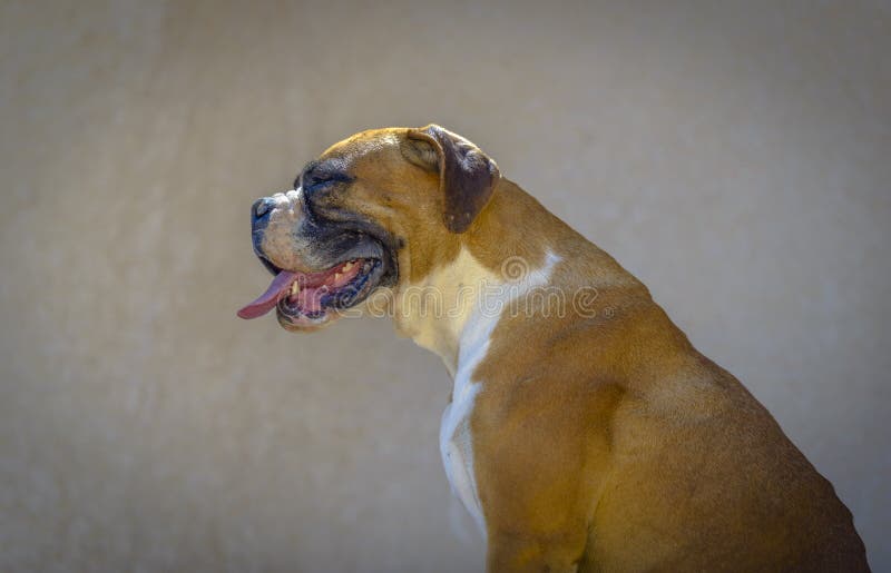 Boxer Dog Profile stock image. Image of adorable, pedigreed - 35768387