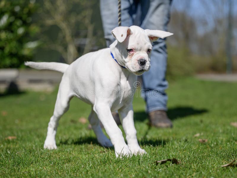 Cute Little White Boxer Puppy Stock Image - Image of boxer, young ...
