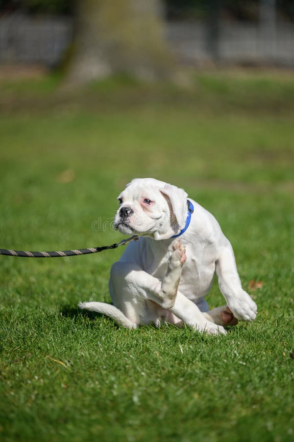 Cute Little White Boxer Puppy Stock Photo - Image of domestic, canine ...