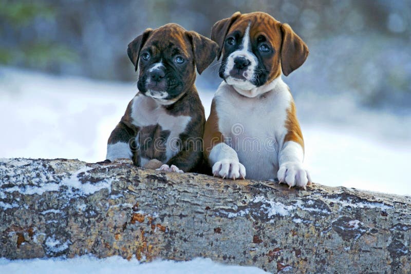 Boxer puppies in snow stock image. Image of brindle, litter - 75779937