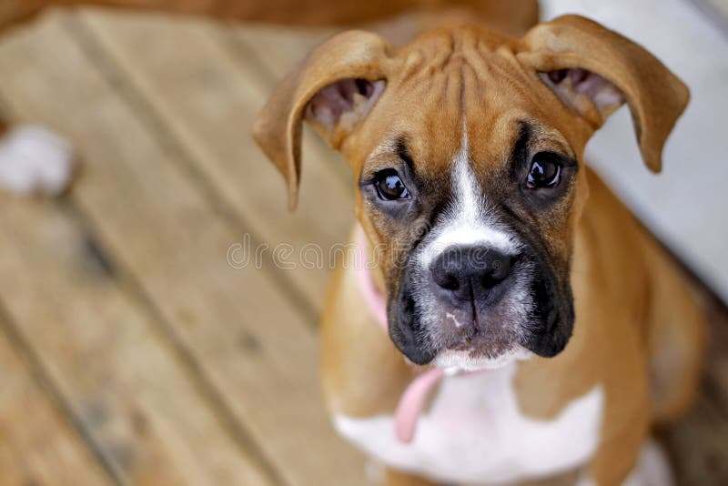 Do Boxers Have Blue Eyes