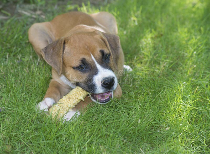 Boxer Puppy Chewing On A Corn Cob. Picture Image: 32874238