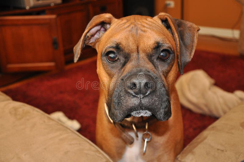 Boxer puppy dog face stock photo. Image of animal, eyes - 18225852