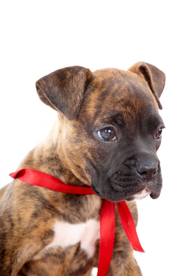 Boxer Puppy with Red Ribbon Stock Photo - Image of pedigree, boxer: 9883136