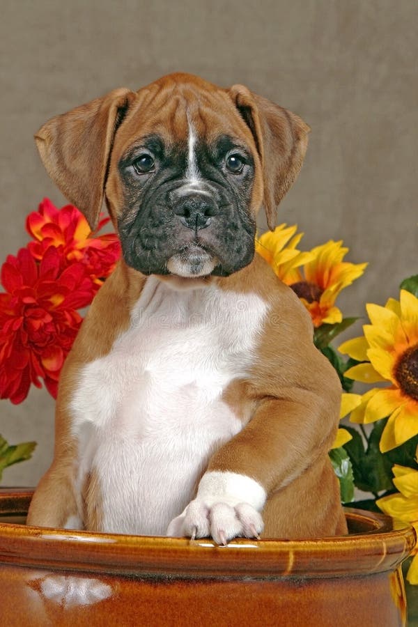 Boxer puppies stock photo. Image of breeds, brindle, lively - 80071580