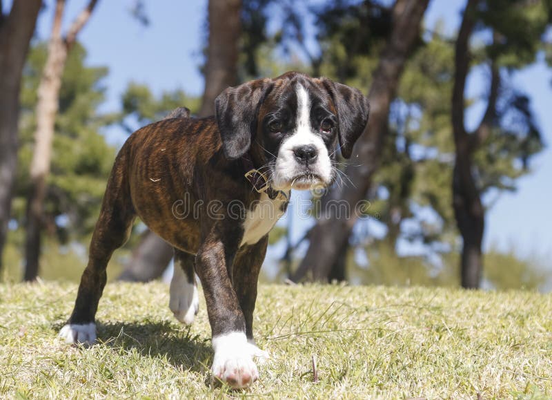 Boxer Walking stock image. Image of breed, bark, retriever - 335591
