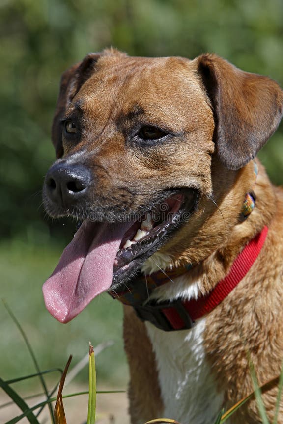Boxer/Rhodesian Ridgeback Mixed Breed Dog Stock Photo - Image of ...