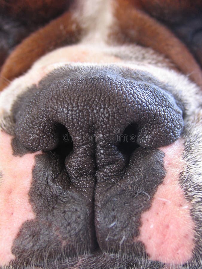 Boxer s nose macro stock photo. Image of cute, doggy, detective - 654384