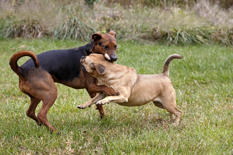 Boxer Shepherd and Puggle Mixed Breed Dogs Stock Photo - Image of boxer ...