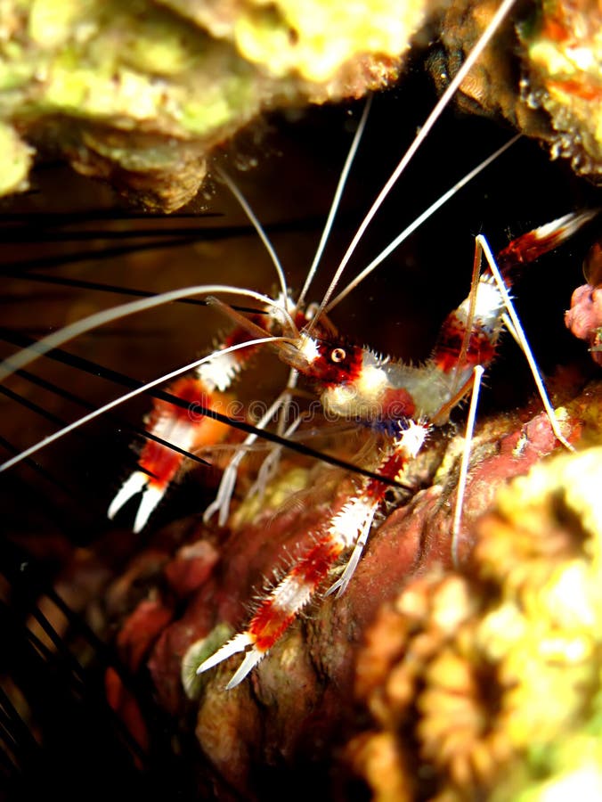 Boxer shrimp stock image. Image of marine, underwater - 11103881