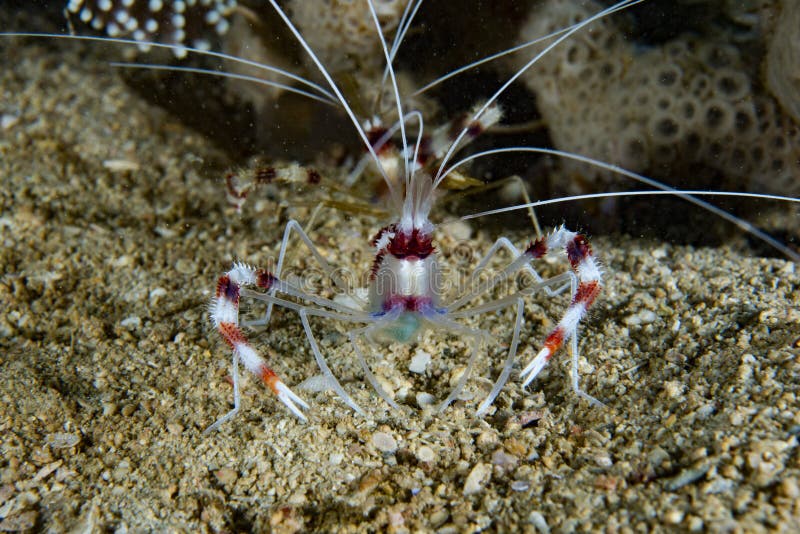 Boxer Shrimp Stenopus Hispidus Stock Image - Image of hispidus ...