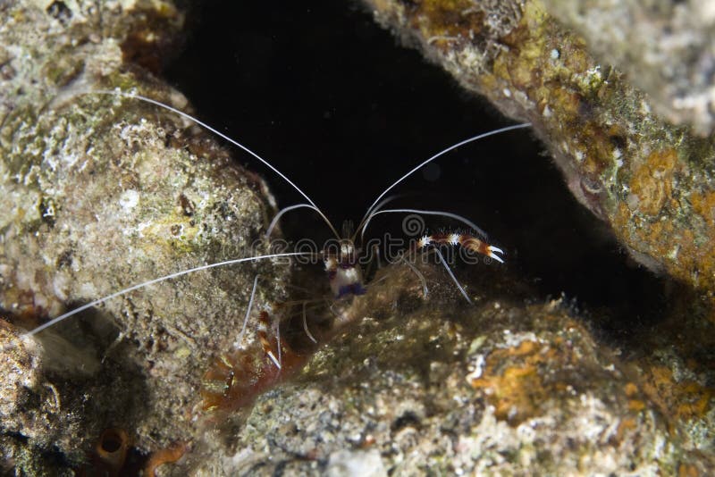 Boxer Shrimp (stenopus Hispidus) Picture. Image: 5353277