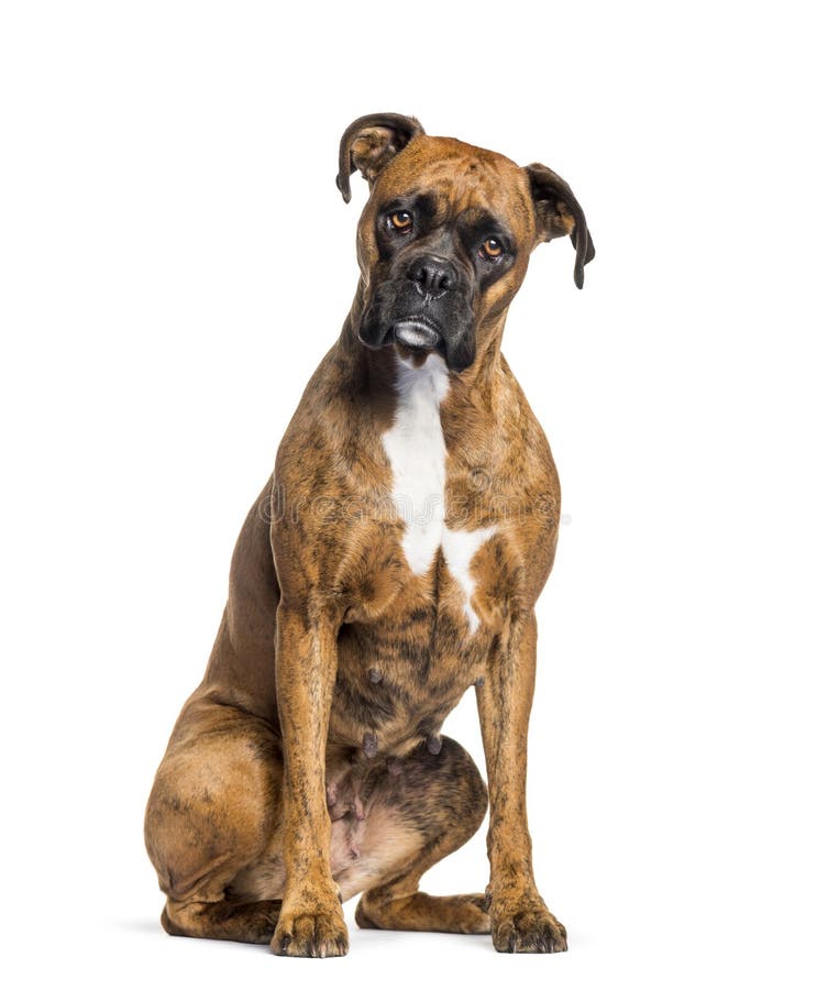 Boxer Sitting Stock Photos - Download 3,807 Royalty Free Photos