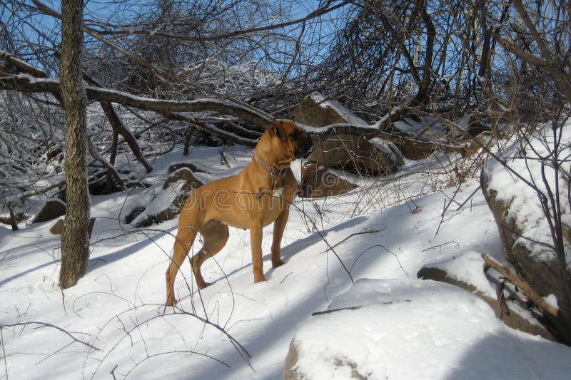 Boxer in Snow stock photo. Image of woods, animal, boxer - 47813260