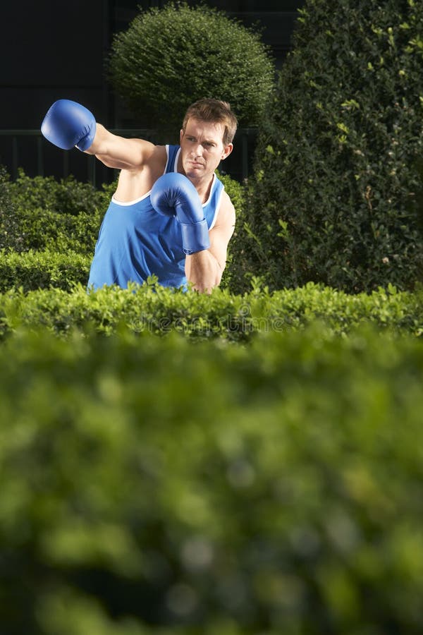 Boxer Standing in Park Portrait Stock Image - Image of camera, standing ...