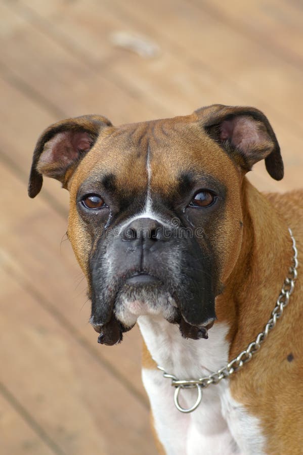 Boxer stare down stock photo. Image of loyal, canine - 25107200