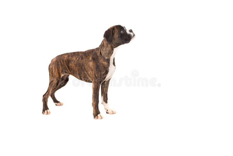 Baby boxer stock photo. Image of combative, child, hair - 27959310