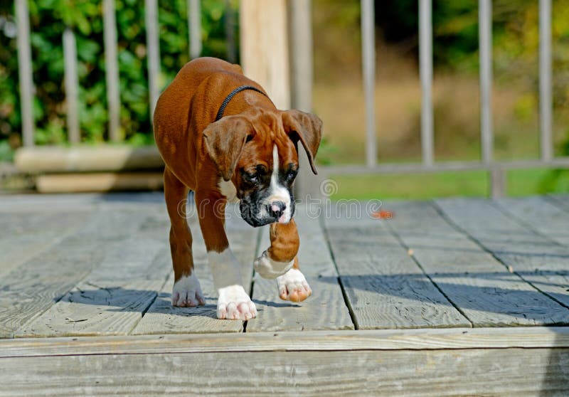 Kleiner Boxer-Welpe, Der In Das Gras Legt Stockfoto - Bild von pelz ...