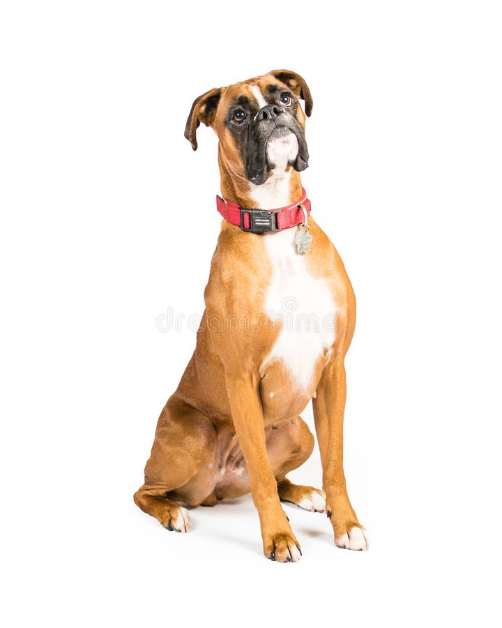 Prognathism Stock Photos - Free & Royalty-Free Stock Photos from Dreamstime