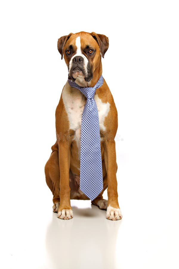 Boxer, Working Dog stock image. Image of canine, focused - 20568661