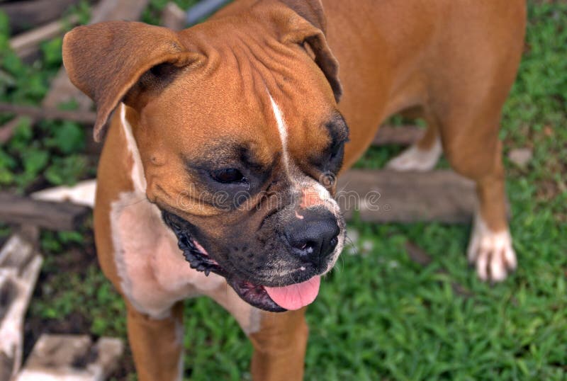 Poxer Stock Photos - Free & Royalty-Free Stock Photos from Dreamstime