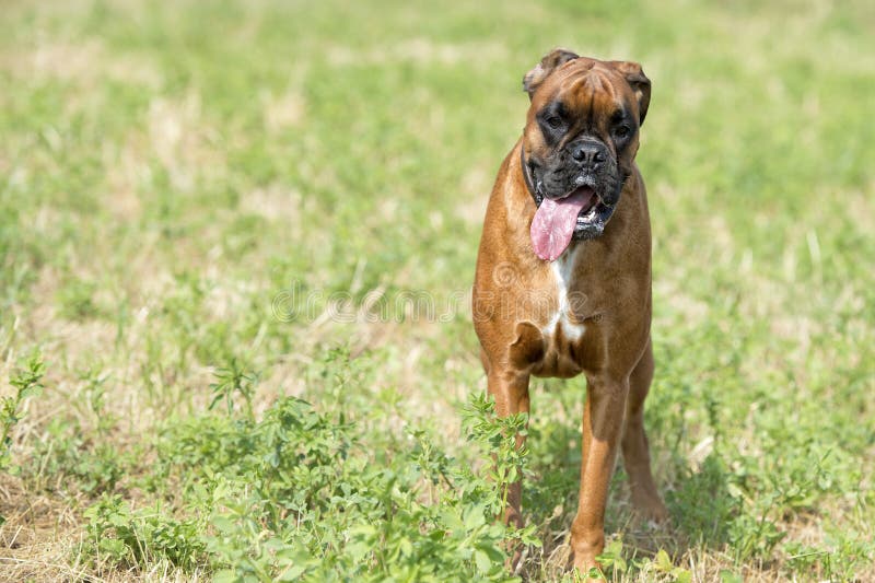 Boxer Young Puppy Dog while Jumping on Green Grass Stock Photo - Image ...