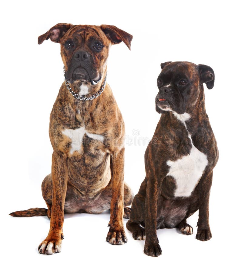 5,990 Boxers Stock Photos - Free & Royalty-Free Stock Photos from ...