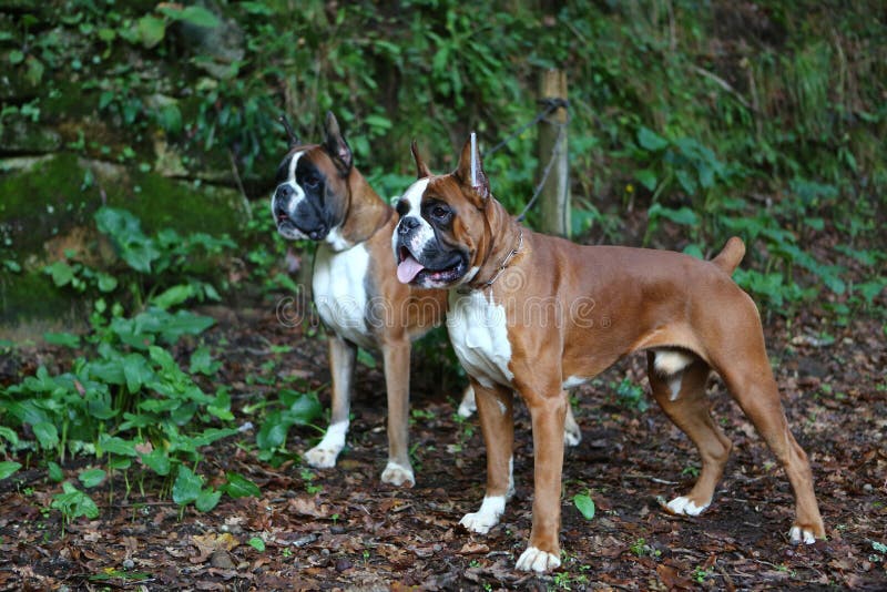Boxers stock image. Image of full, brown, obedient, german - 47673241