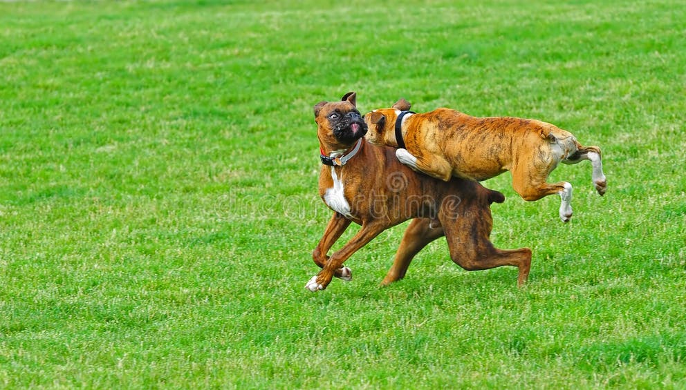 Boxers enjoying life stock photo. Image of biology, green - 20078796