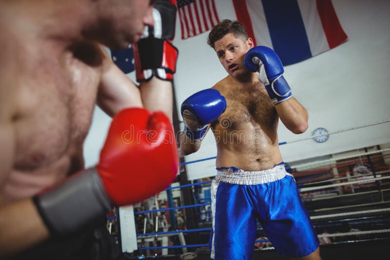 Boxers Fighting in Boxing Ring Stock Photo - Image of glove, active ...
