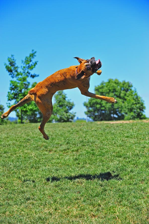 Boxers heads over tails stock image. Image of animal - 20186583