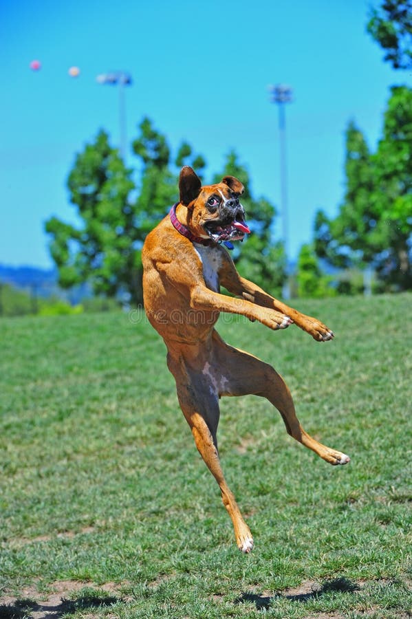 Boxers enjoying life stock photo. Image of biology, green - 20078796