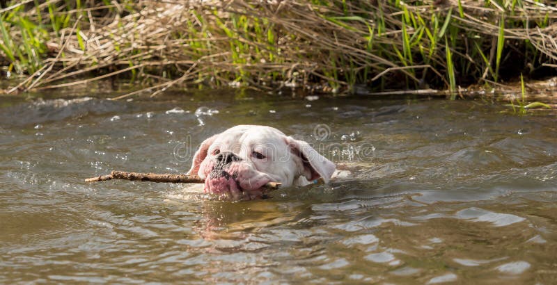 Boxers Play Outside in the Water Stock Photo - Image of boxer ...