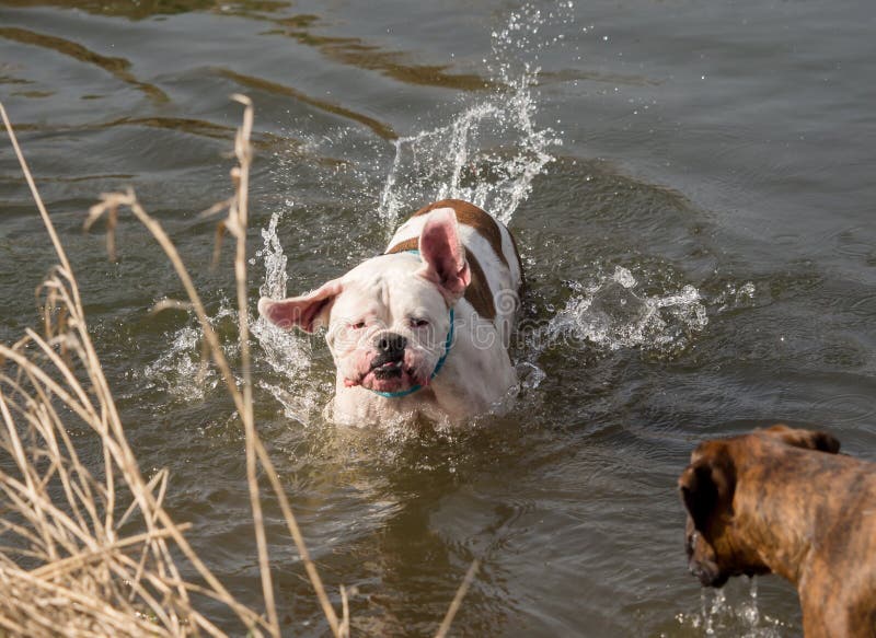 Boxers Play Outside in the Water Stock Photo - Image of guard, boxers ...