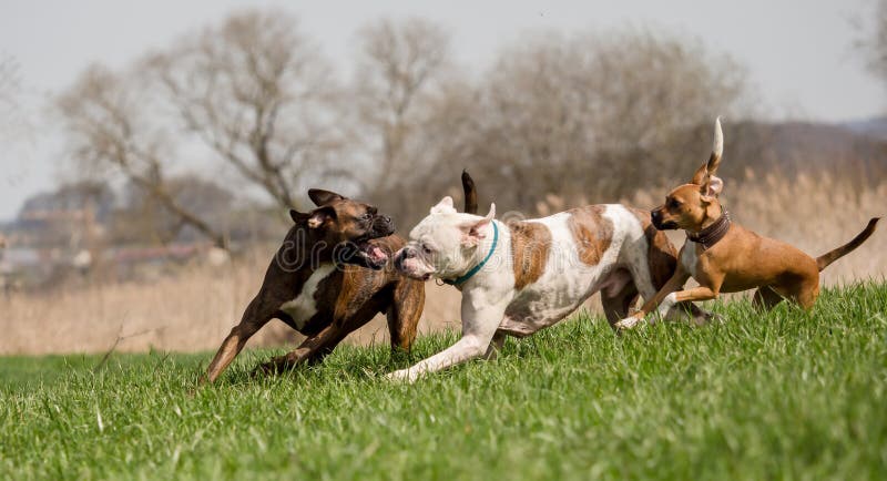 Boxers are Playing Outside in the Meadow Stock Image - Image of funny ...