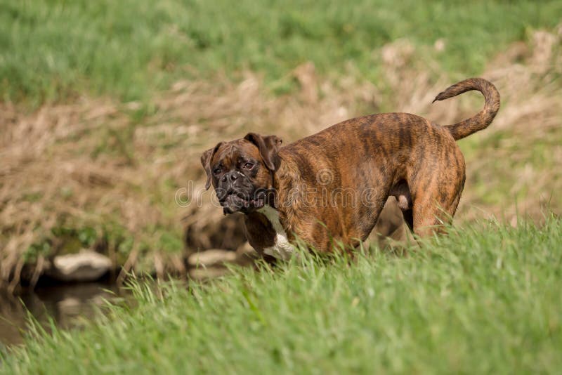 Boxers are Playing Outside in the Meadow Stock Photo - Image of dogs ...