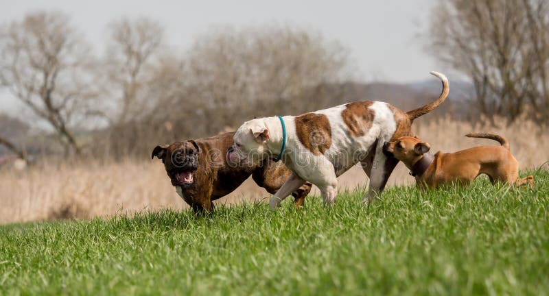 Boxers are Playing Outside in the Meadow Stock Image - Image of bulldog ...