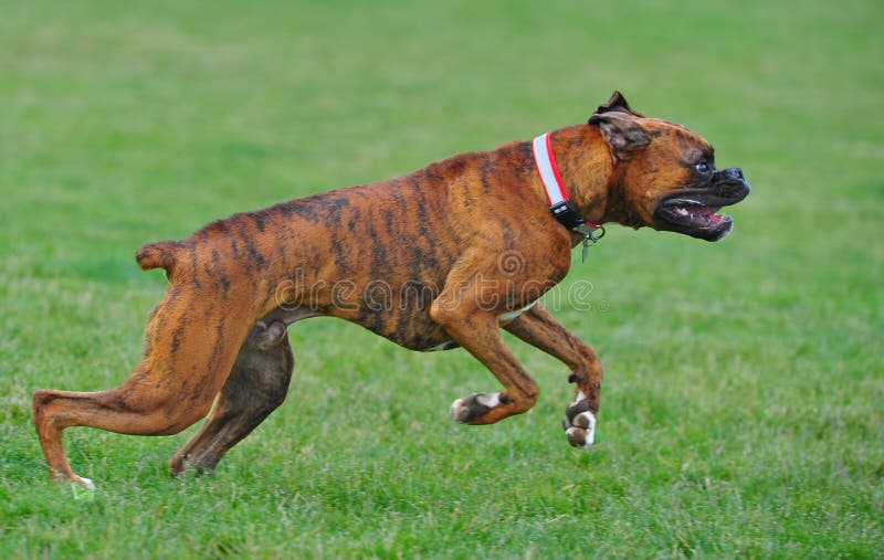Running Boxer dog stock photo. Image of floppy, calm - 12256430