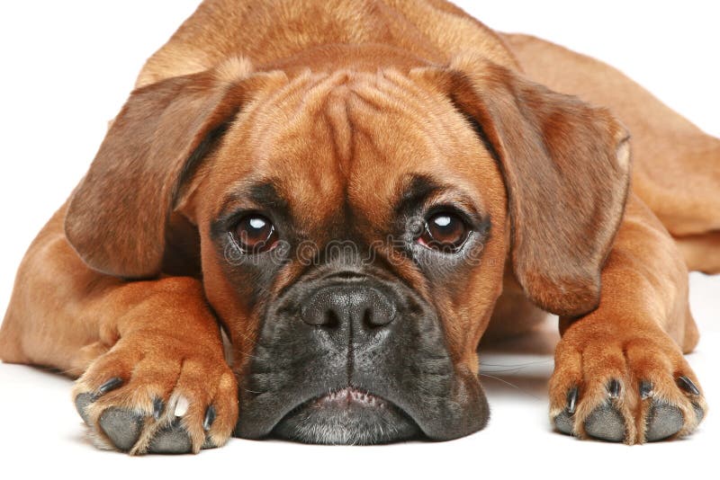 Boxerwelpe (5 Monat) Auf Einem Weißen Hintergrund Stockbild - Bild von ...